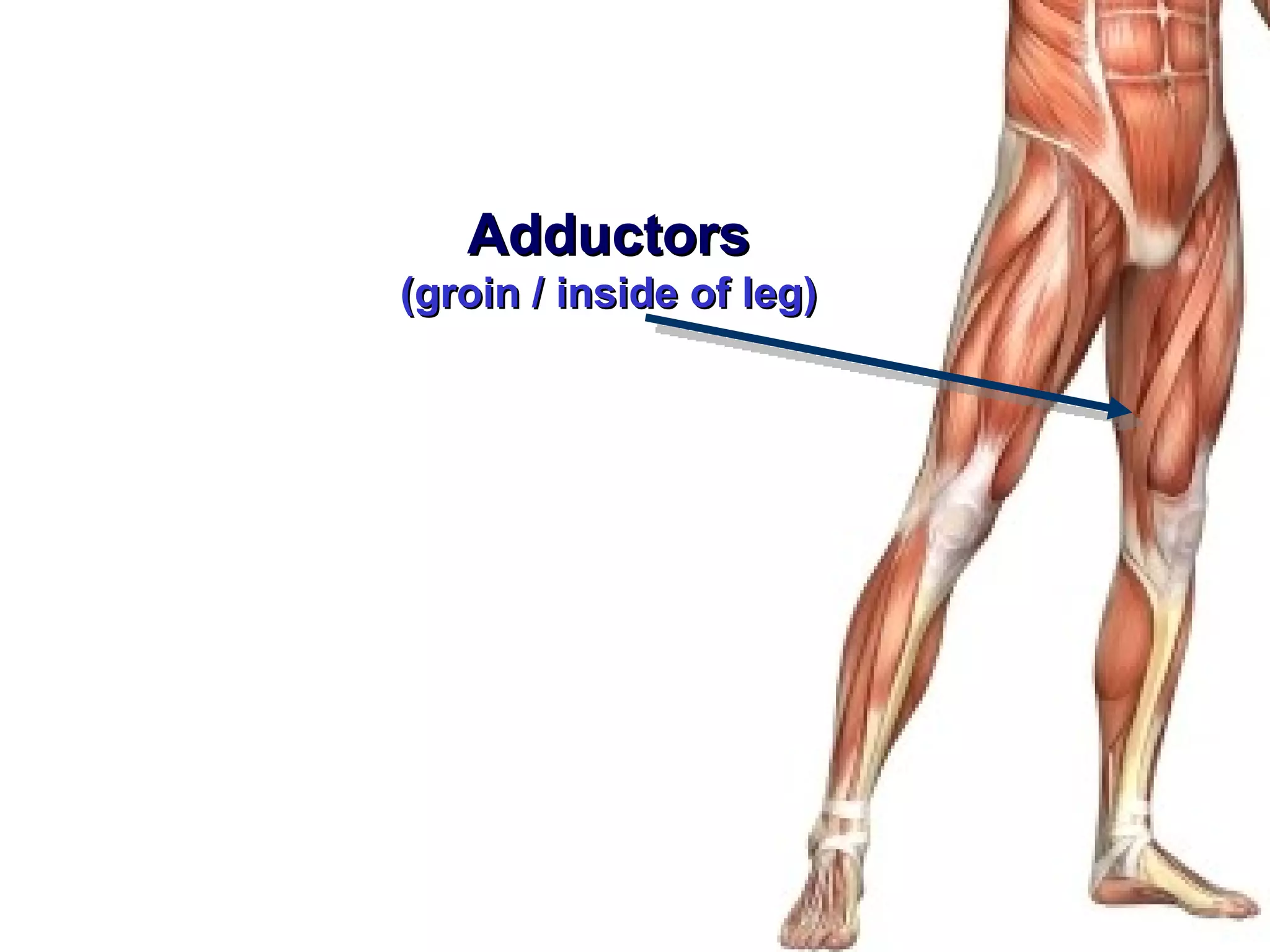 Condition of the Week - Ilio-tibial Band Syndrome | PPT