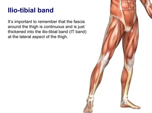 Condition of the Week - Ilio-tibial Band Syndrome | PPT | Physical ...