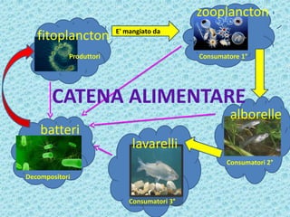 La catena alimentare del lago di Como | PPT