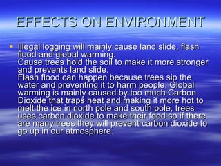Illegal Logging Cause And Effect