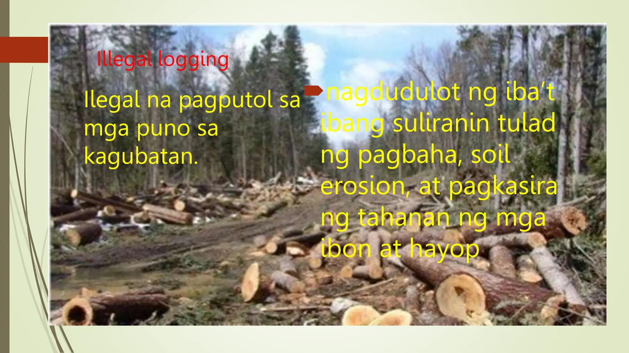 Illegal logging.pptx