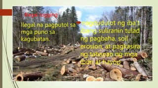 Illegal logging.pptx