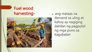 Illegal logging.pptx