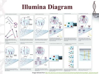 Illumina Sequencing | PPTX