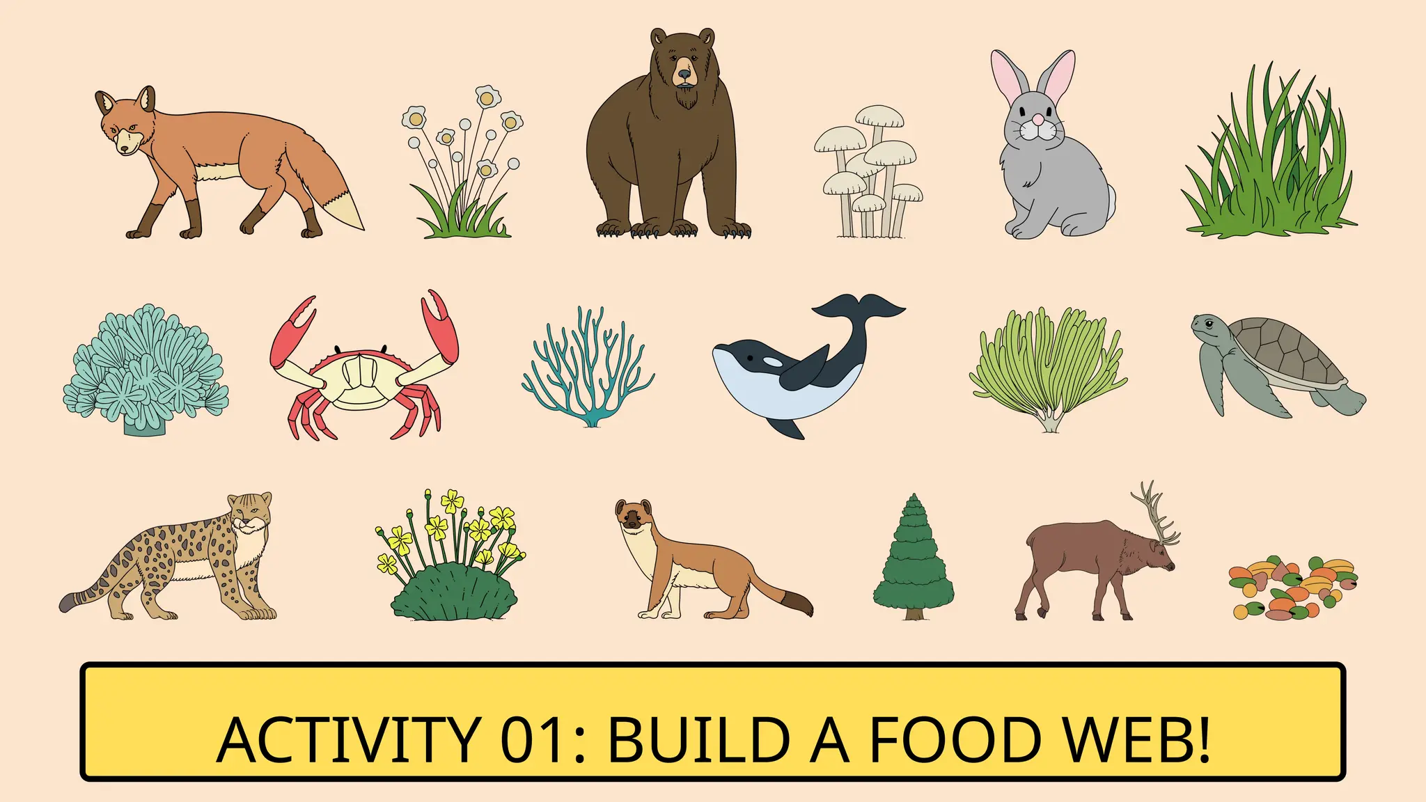 Illustrated Food Webs for Elementary.pptx