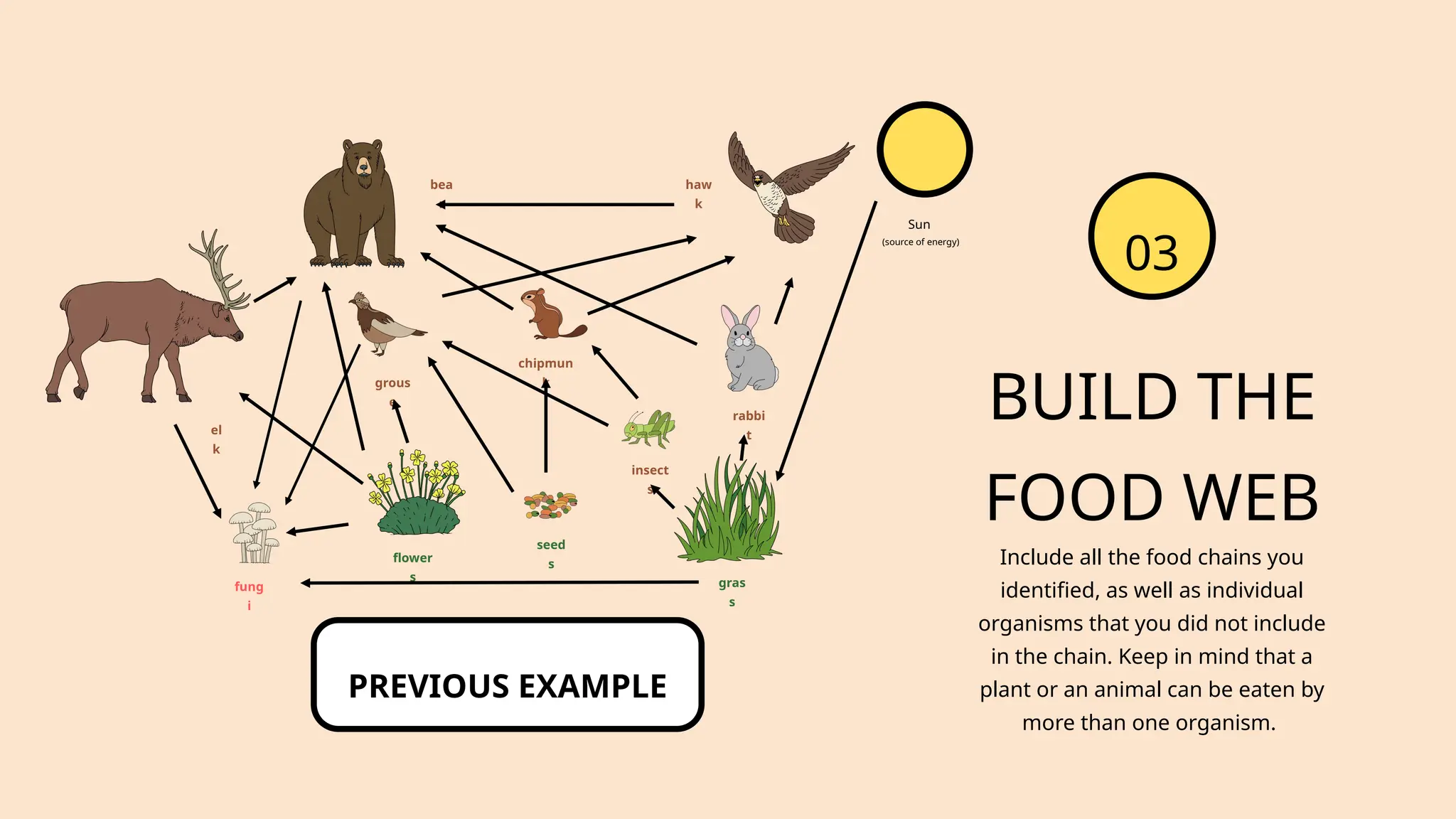 Illustrated Food Webs for Elementary.pptx
