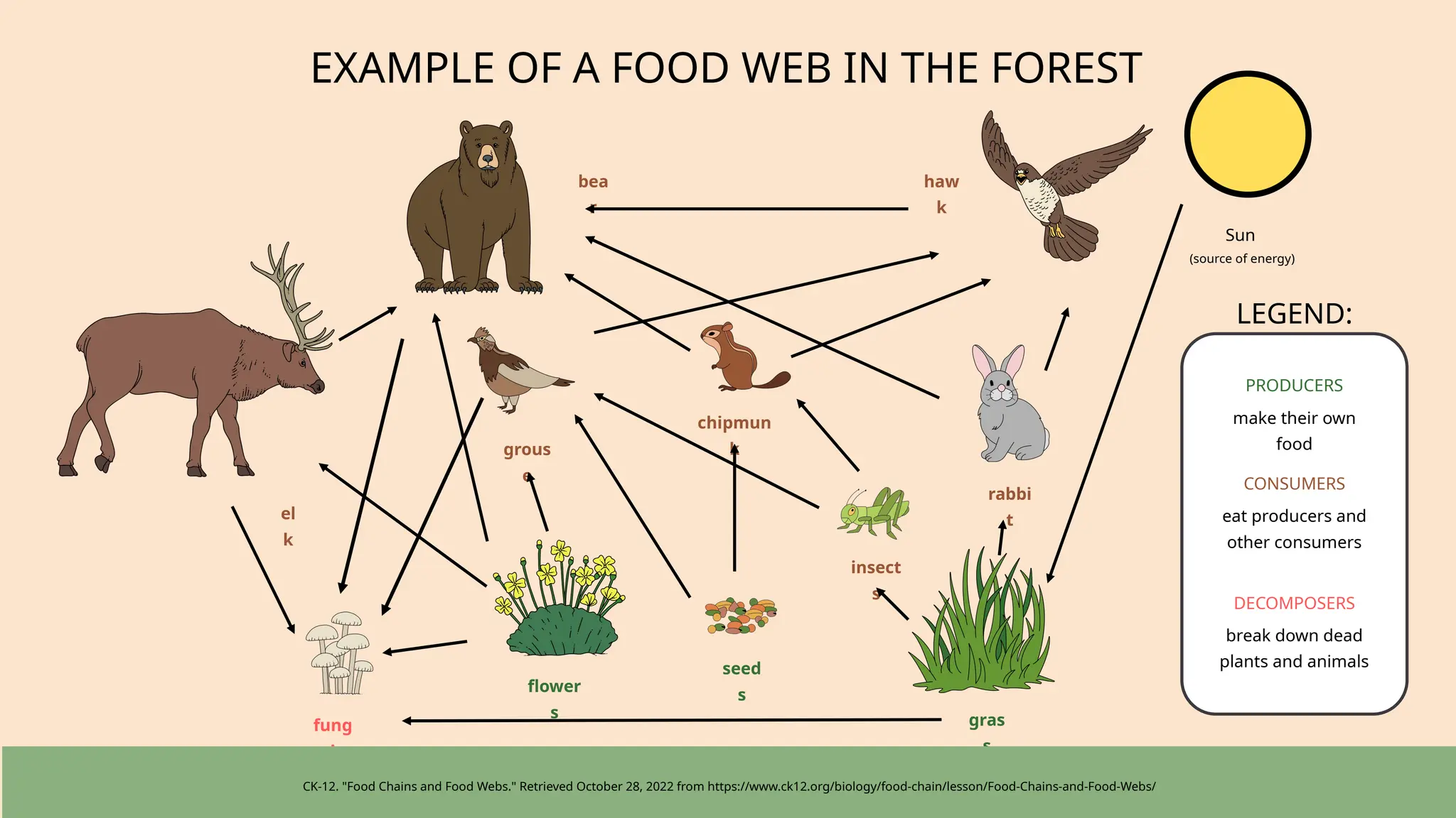 Illustrated Food Webs for Elementary.pptx