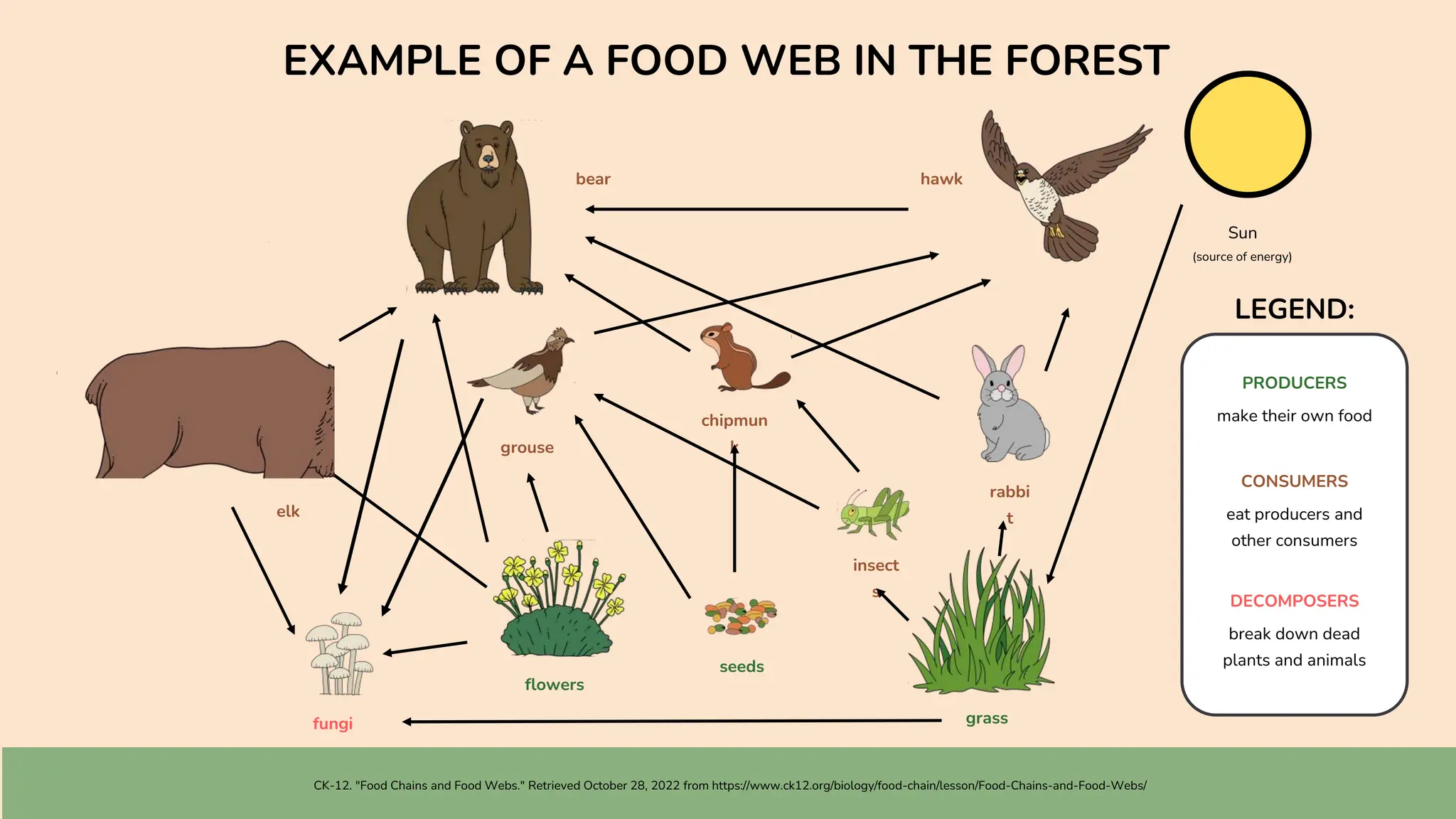 Illustrated Food Webs for Elementary Presentation.pptx