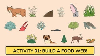 Illustrated Food Webs for Elementary Presentation.pptx