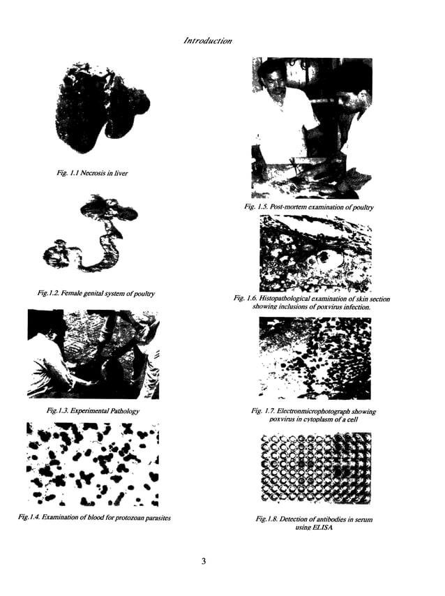 Illustrated veterinary pathology (General & systemic pathology) | PDF ...