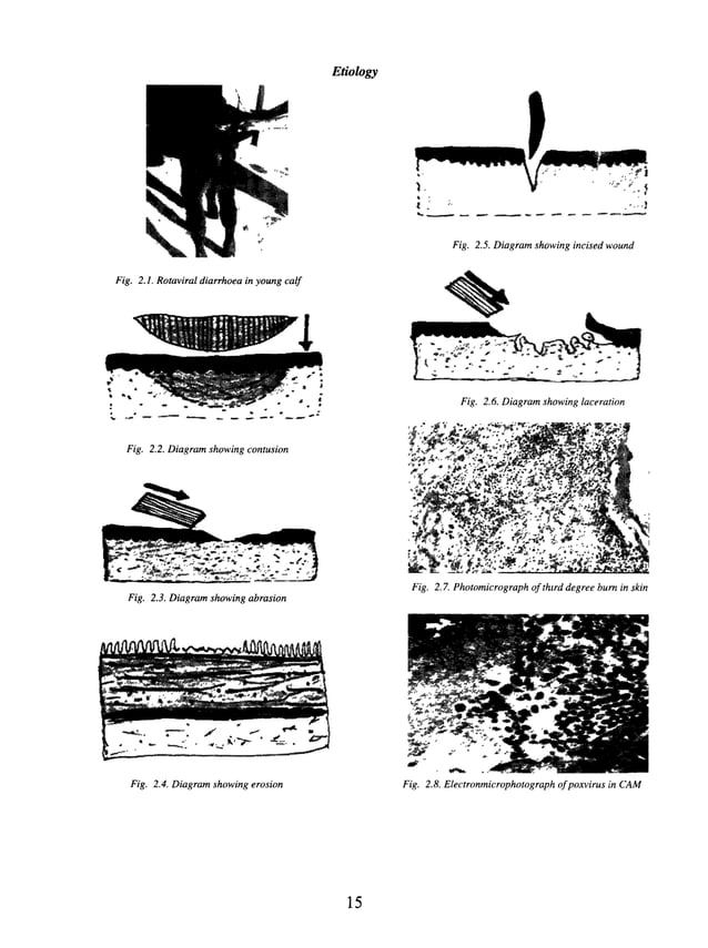 Illustrated veterinary pathology (General & systemic pathology) | PDF