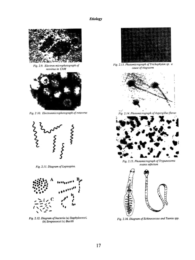 Illustrated veterinary pathology (General & systemic pathology) | PDF ...