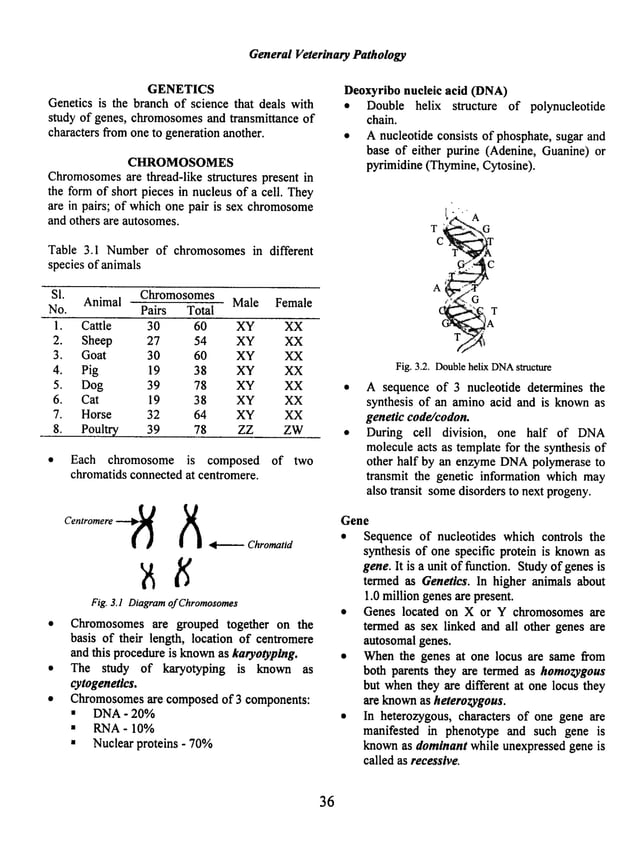 Illustrated veterinary pathology (General & systemic pathology) | PDF ...