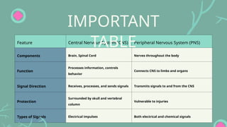 Illustrative Introduction to the Nervous System Slides.pptx