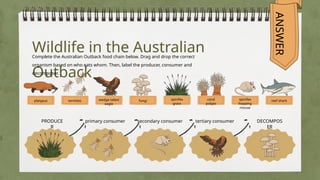Illustrative Notebook Exploring the Circle of Life_ Food Chain Lesson ...