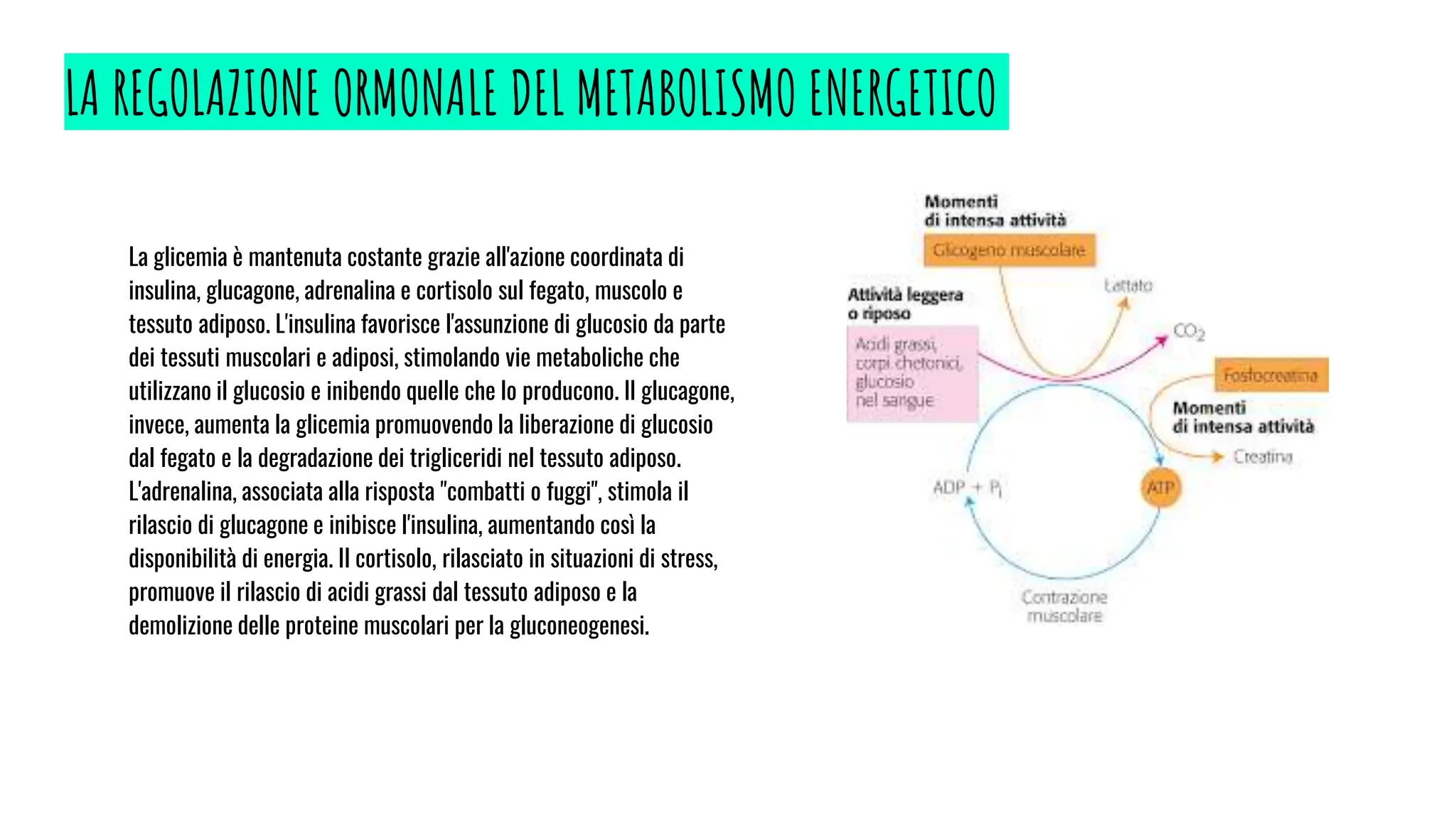 Il metabolismo energetico la biochimica.pptx