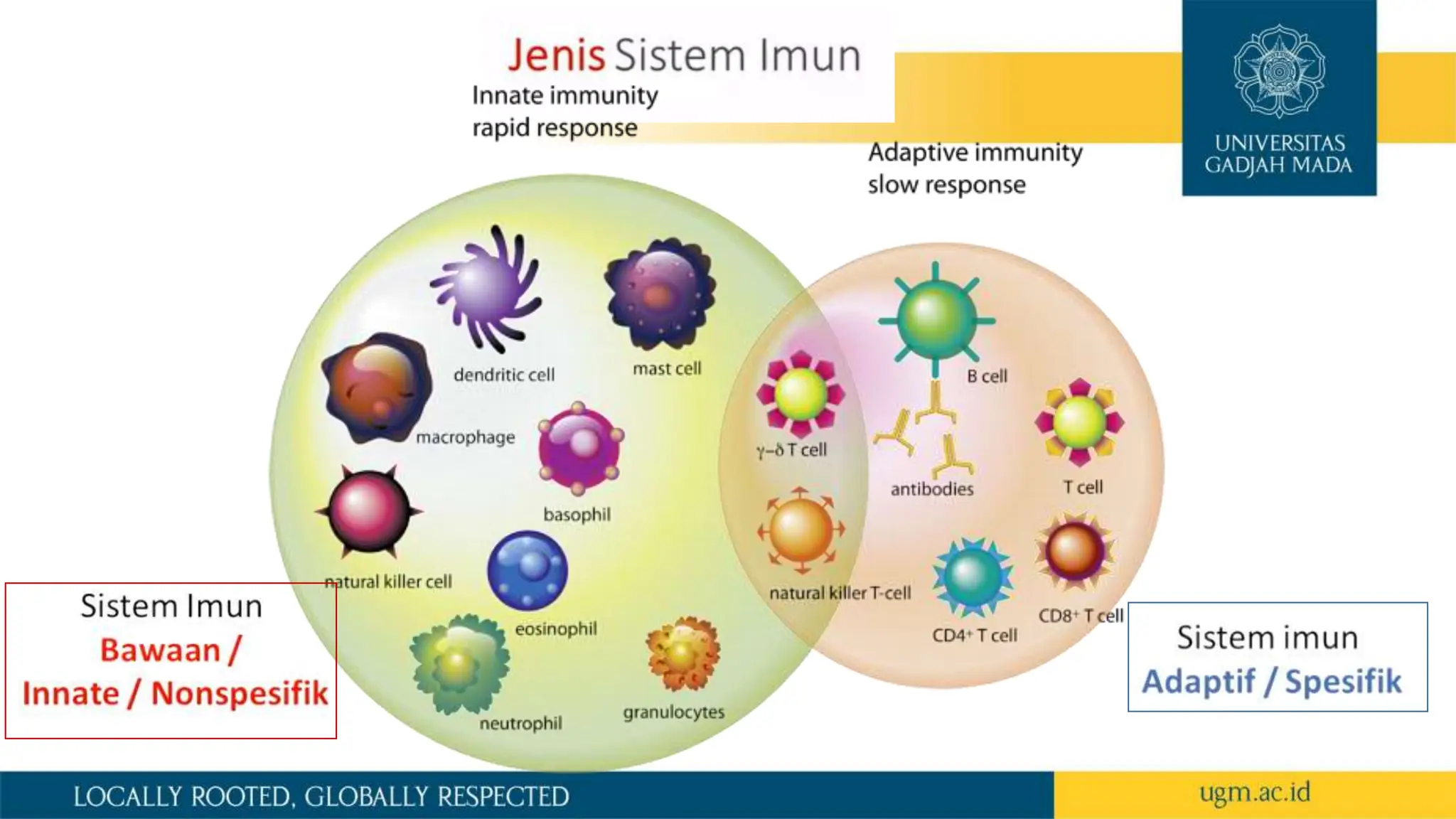 INNATE IMMUNITY.pptx