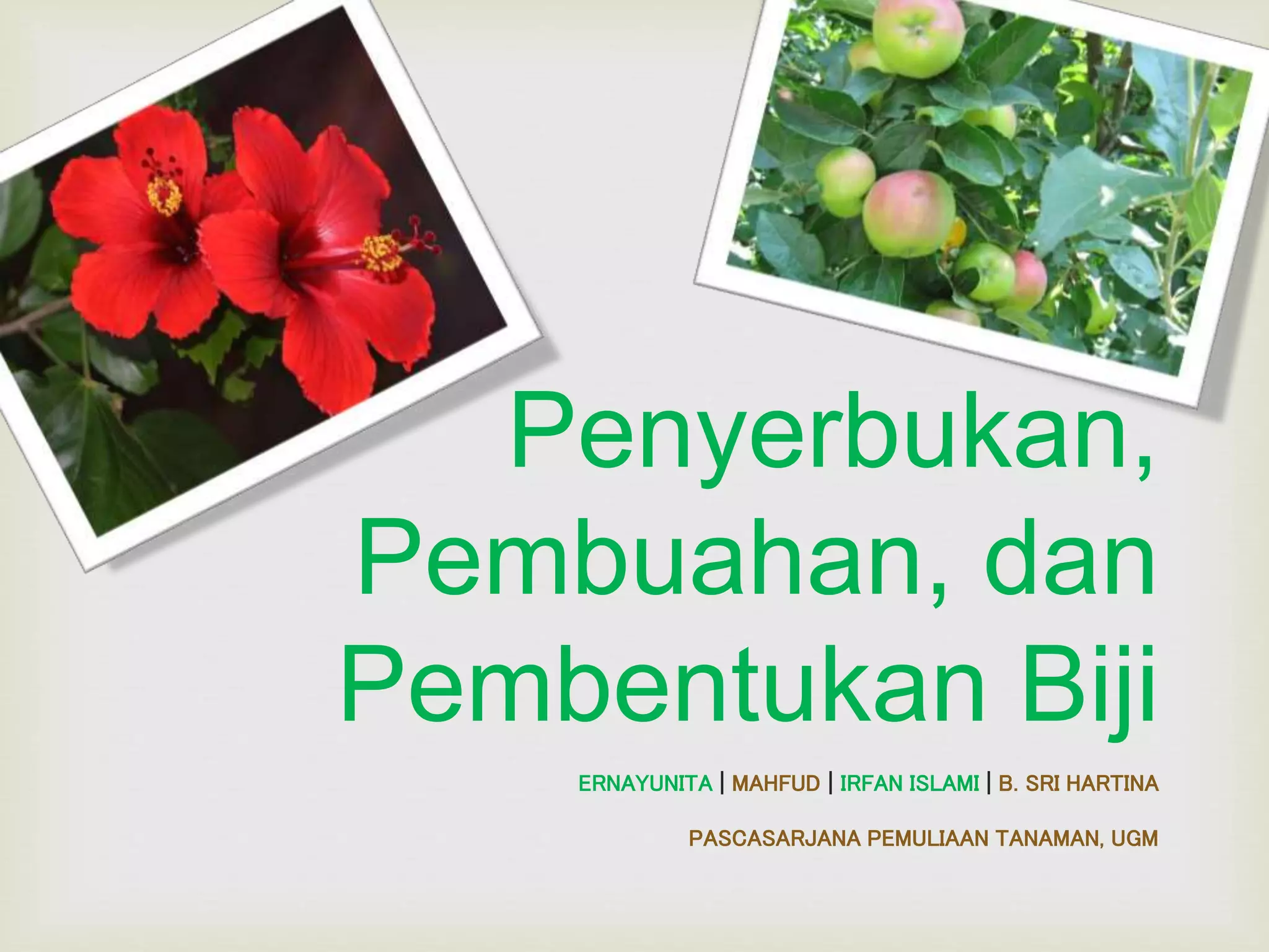 Ilmu biji_polinasi dan fertilisasi | PPTX
