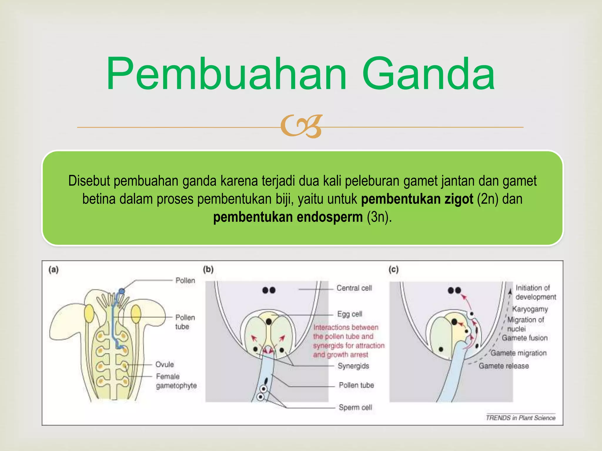 Ilmu biji_polinasi dan fertilisasi | PPTX