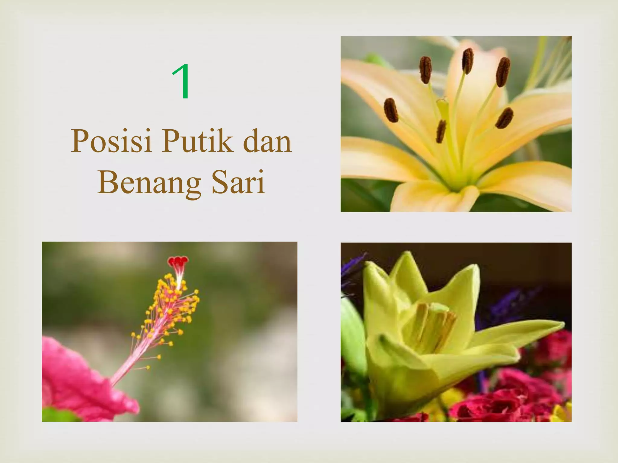 Ilmu biji_polinasi dan fertilisasi | PPTX