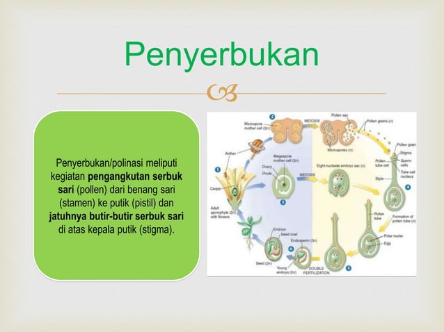 Ilmu biji_polinasi dan fertilisasi | PPTX