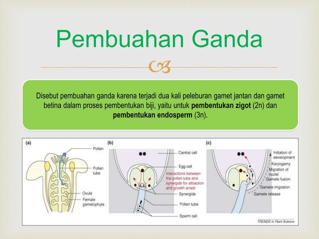 Ilmu biji_polinasi dan fertilisasi | PPTX