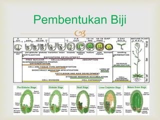 Ilmu biji_polinasi dan fertilisasi | PPTX