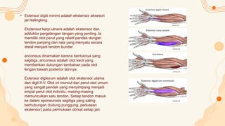 Ilmu faal_Fungsi otot.ppt 2023semesterr3 | PPTX