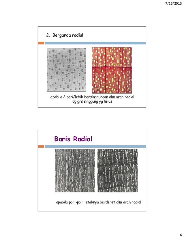 ILMU KAYU STRUKTUR SEL KAYU