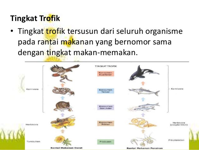 Ilmu Kealaman Dasar : Ekosistem