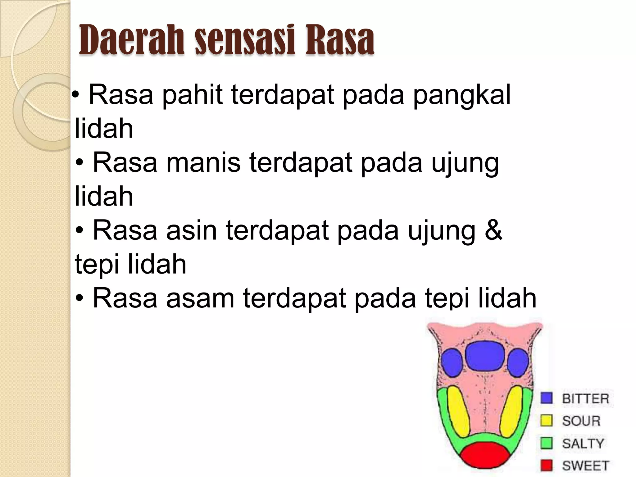pengertian Indra pengecap ( Lidah ) | PPTX