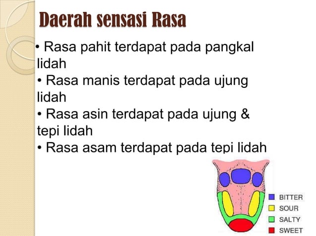 pengertian Indra pengecap ( Lidah ) | PPTX