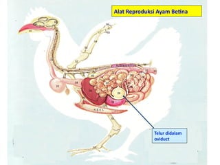 Ilmu Ternak Unggas 8 & 9 - Sistem Reproduksi Ayam.pptx