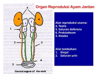 Ilmu Ternak Unggas 8 & 9 - Sistem Reproduksi Ayam.pptx