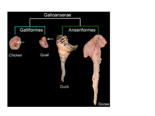 Ilmu Ternak Unggas 8 & 9 - Sistem Reproduksi Ayam.pptx