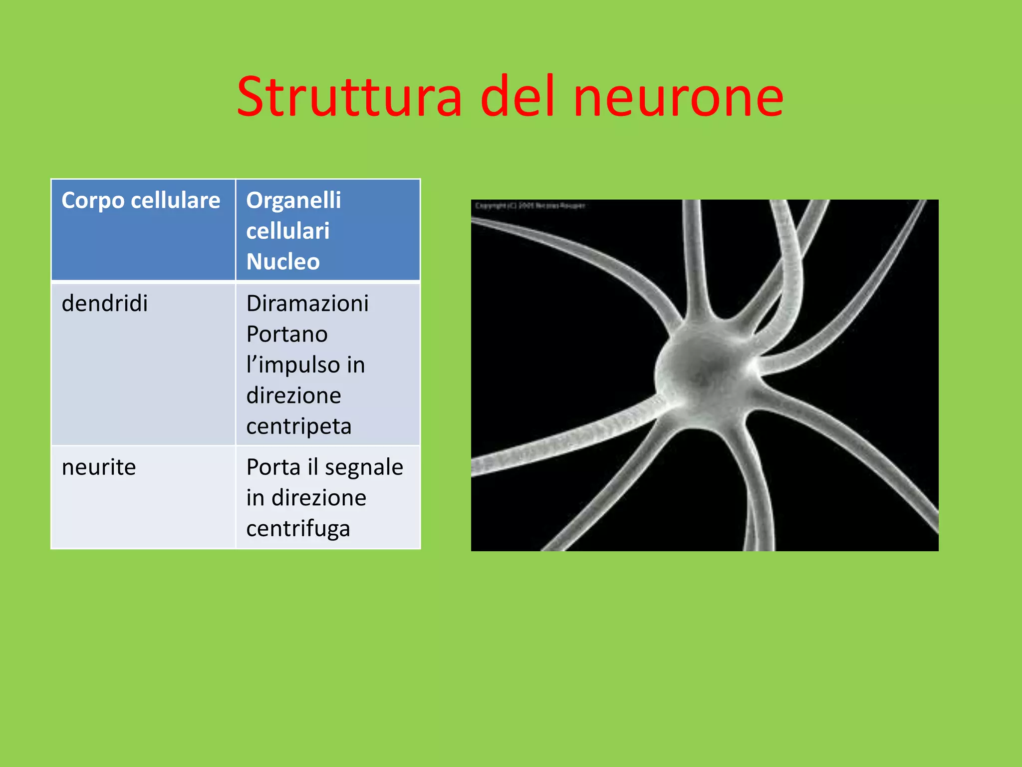 Il neurone | PPTX
