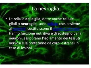 Il neurone | PPTX