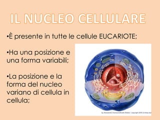 Il nucleo | PPTX