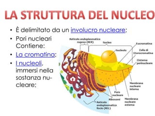 Il nucleo | PPTX