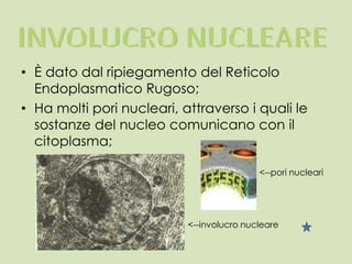 Il nucleo | PPTX