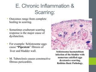 Transmission and dissemination of microbes & Immune and inflammatory ...