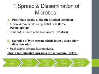 Transmission and dissemination of microbes & Immune and inflammatory ...