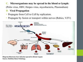 Transmission and dissemination of microbes & Immune and inflammatory ...