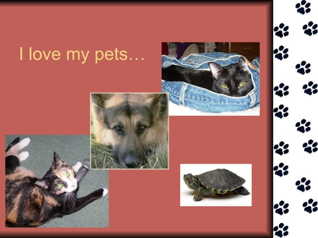 My interests involve animals | PPT