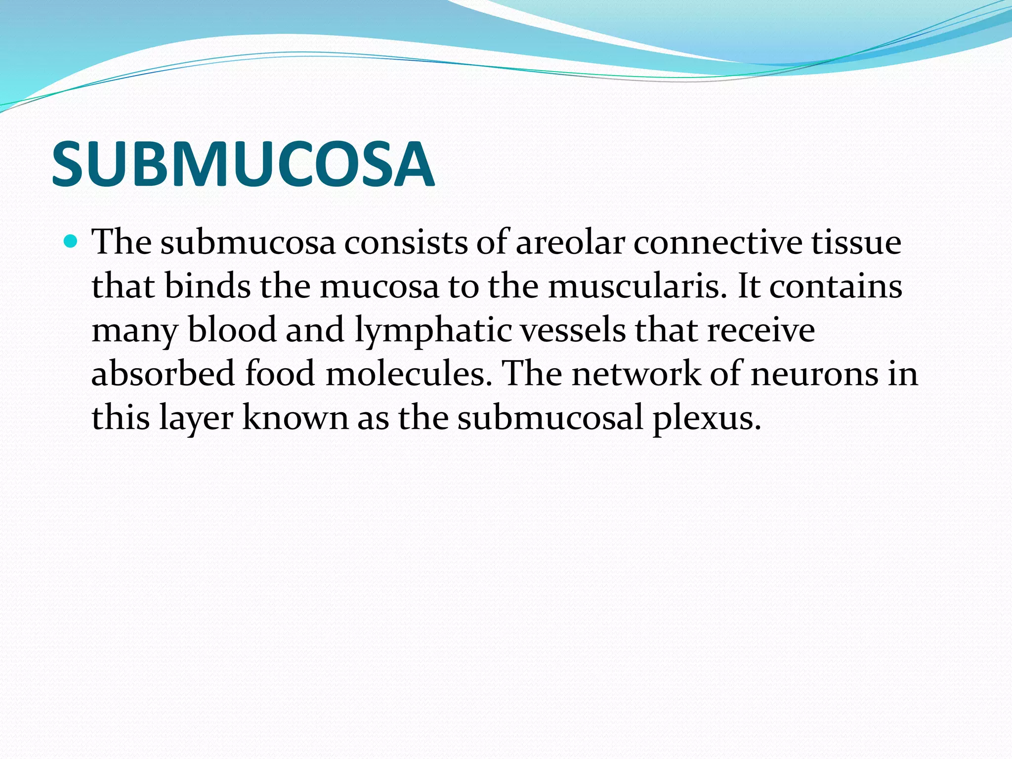 DIGESTIVE SYSTEM anatomy and physiology of Bsc nursing pdf/pptx | PDF