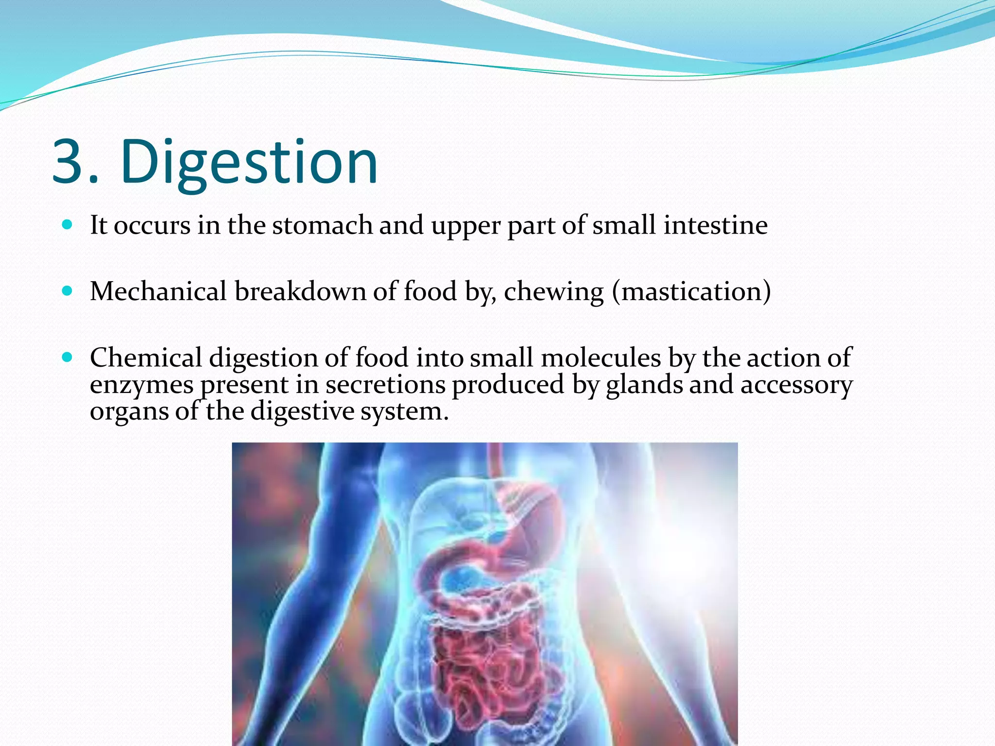 DIGESTIVE SYSTEM anatomy and physiology of Bsc nursing pdf/pptx | PDF | Digestive Disorders ...