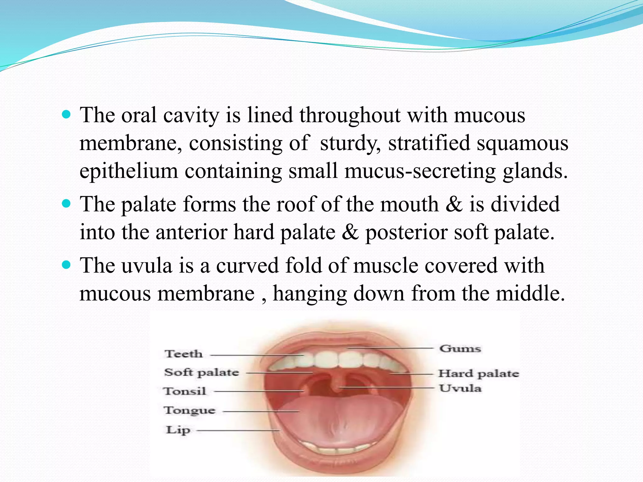 DIGESTIVE SYSTEM anatomy and physiology of Bsc nursing pdf/pptx | PDF