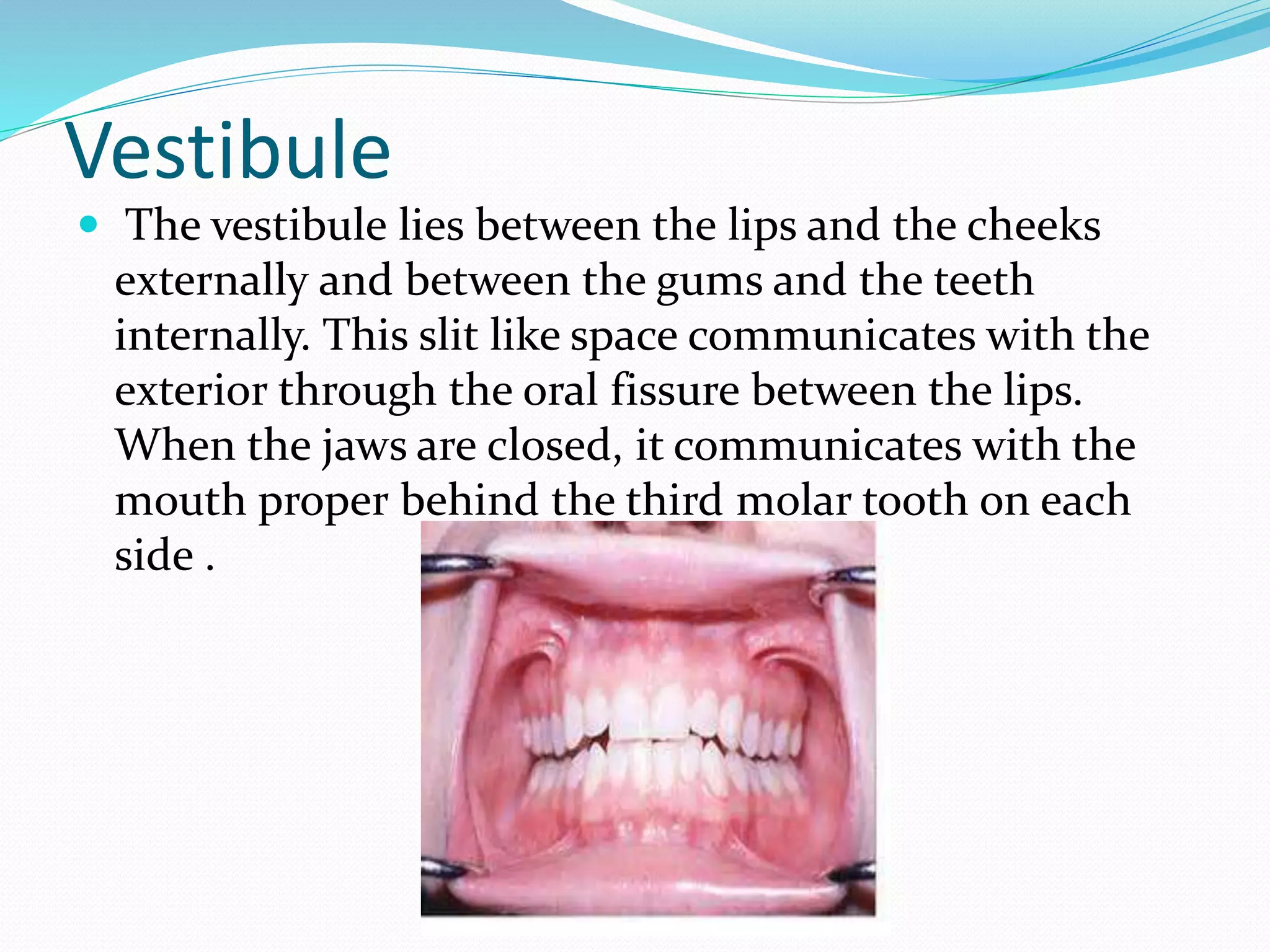 DIGESTIVE SYSTEM anatomy and physiology of Bsc nursing pdf/pptx | PDF