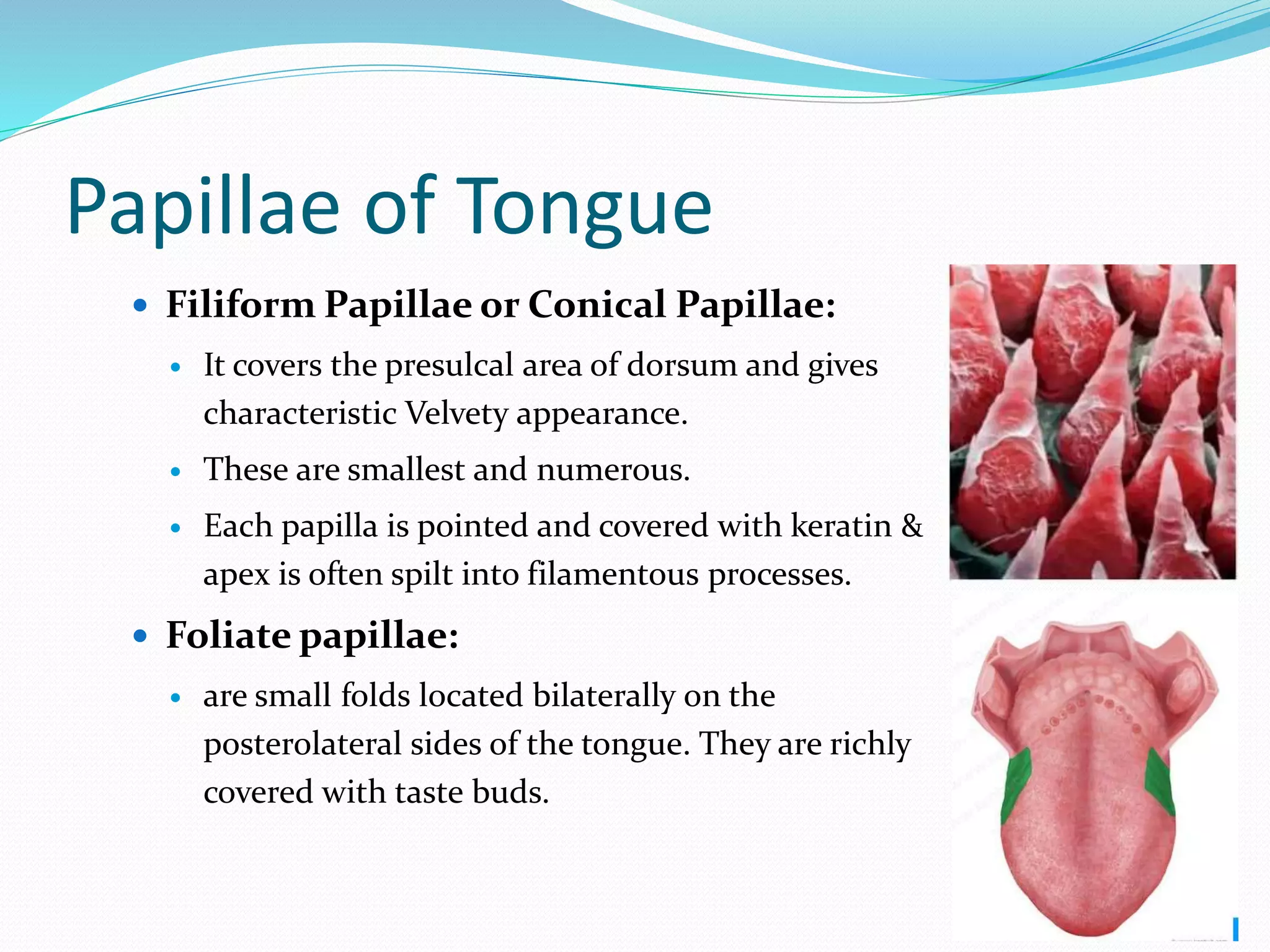 DIGESTIVE SYSTEM anatomy and physiology of Bsc nursing pdf/pptx | PDF