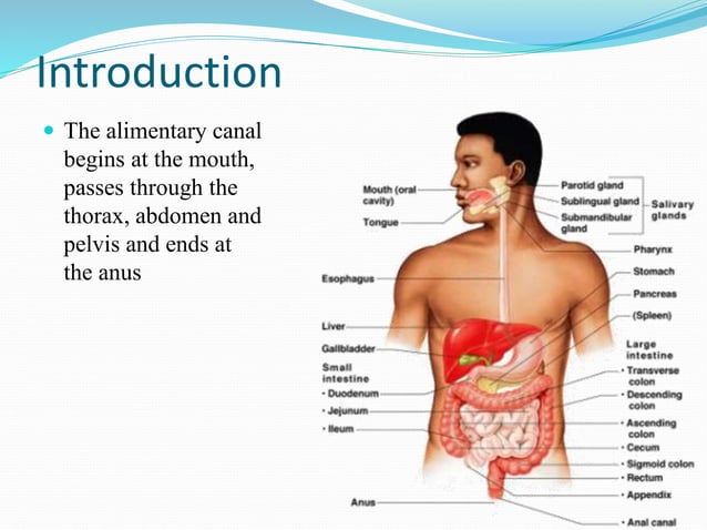 DIGESTIVE SYSTEM anatomy and physiology of Bsc nursing pdf/pptx | PDF ...